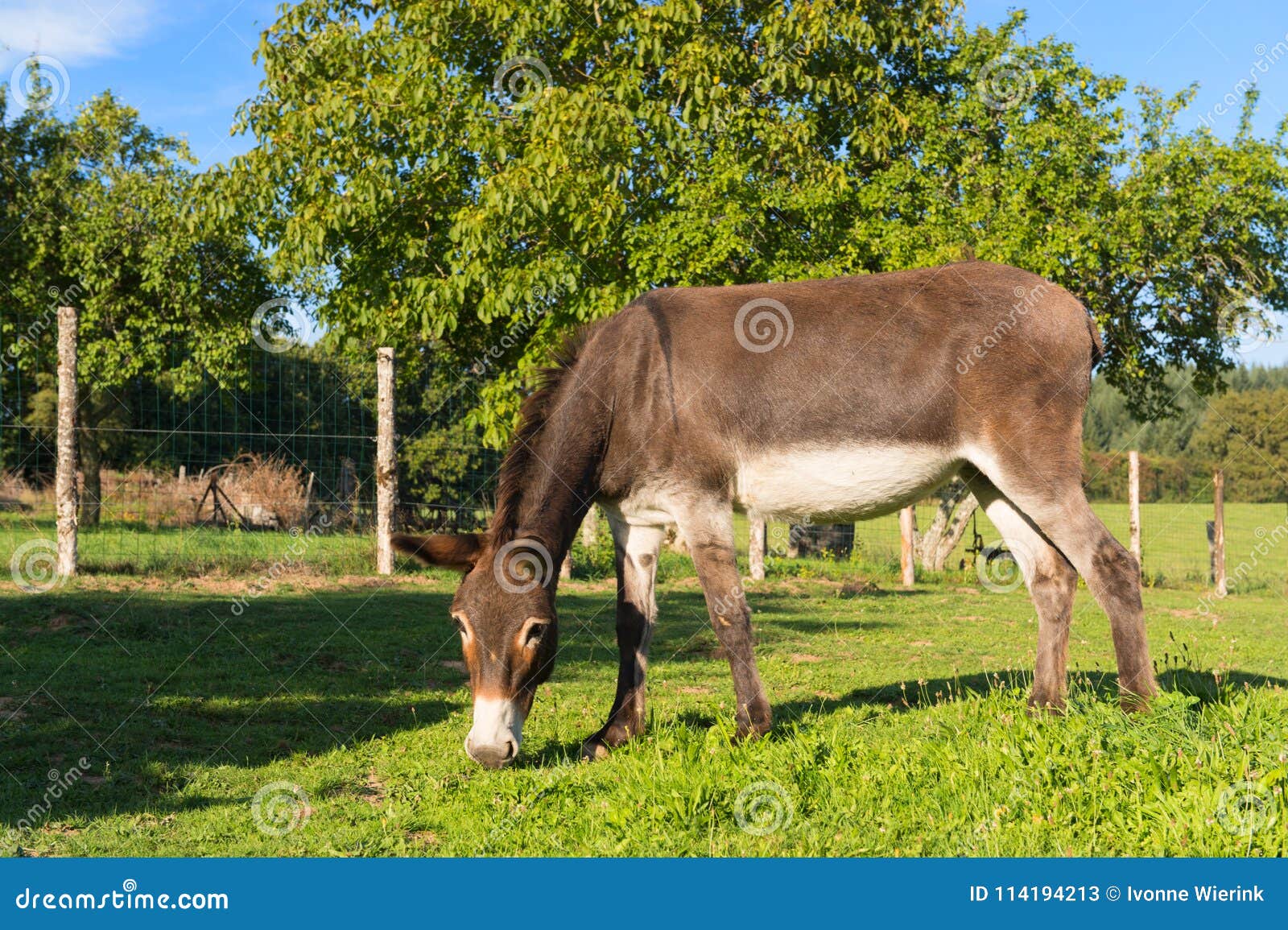 Donkey in the fields stock image. Image of france, livestock - 114194213