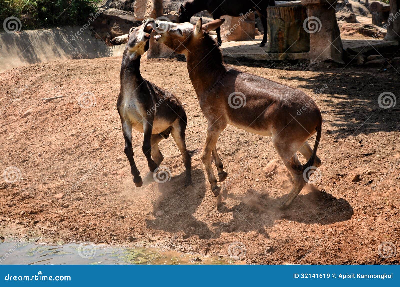 Donkey fight stock image. Image of celebrations, move - 32141619