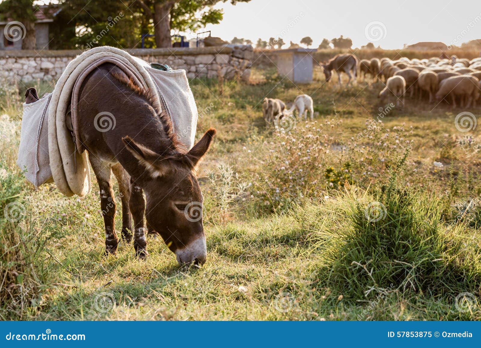 Donkey and Flock of Sheep Grazing Stock Image - Image of ecology, crowd ...