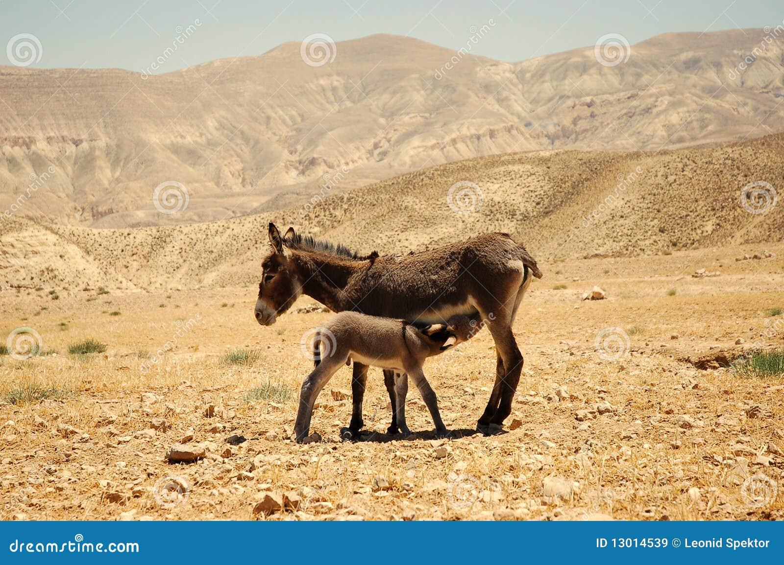 Donkey with foal. stock image. Image of desert, heat - 13014539