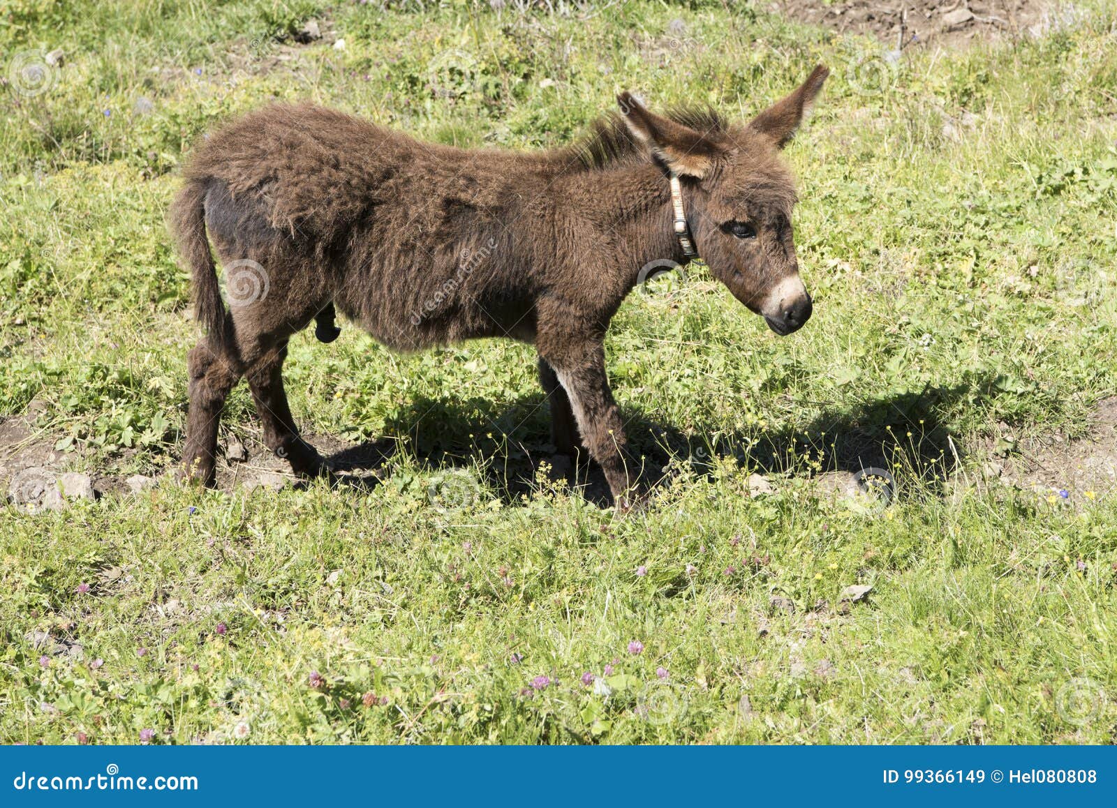 Brown Donkey Foal on Summer Meadow Stock Image - Image of mule, horse ...