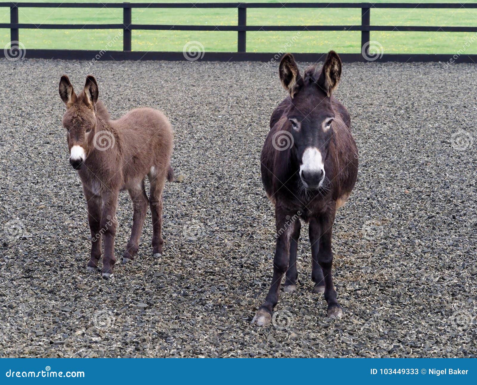 Donkey and Foal stock image. Image of baby, equine, mammal - 103449333