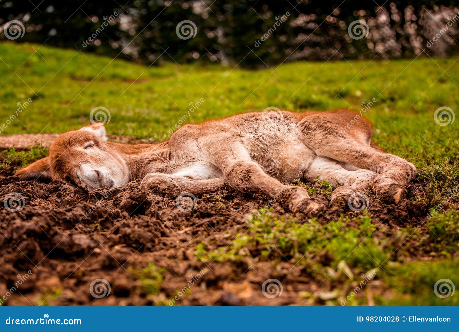 Donkey foal stock photo. Image of foal, baby, lying, resting - 98204028