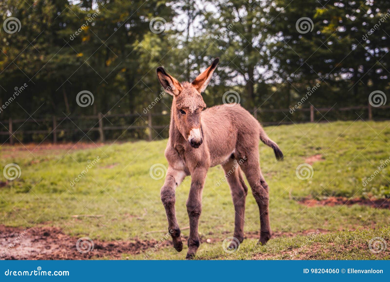 Donkey foal stock photo. Image of foal, cute, ears, young - 98204060