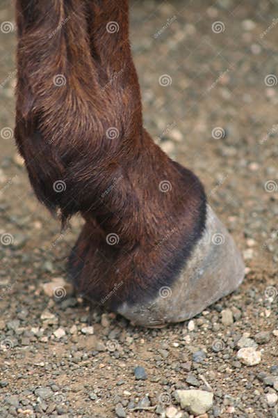 Donkey foot stock image. Image of donkey, closeup, details - 6149979