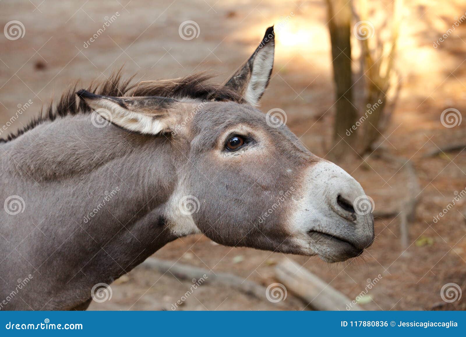 Donkey in the foreground stock photo. Image of meat - 117880836