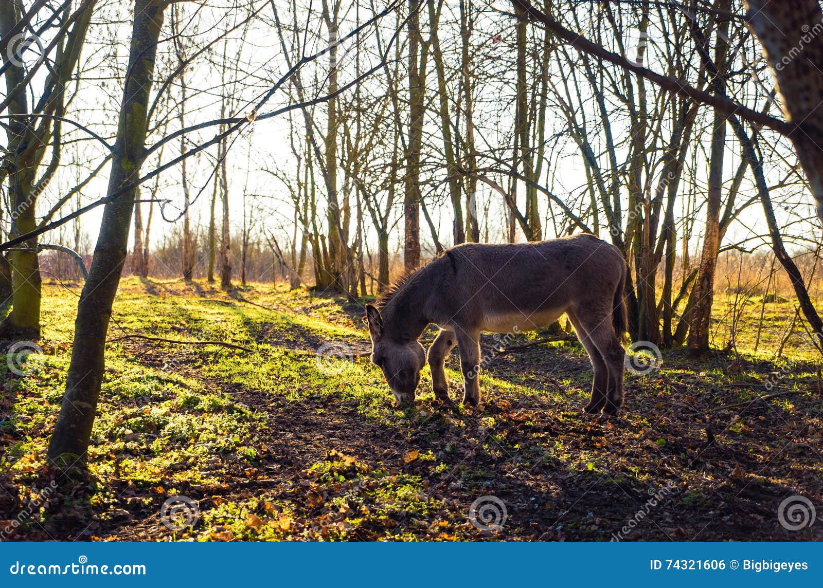 Donkey in forest. stock photo. Image of grass, mammal - 74321606