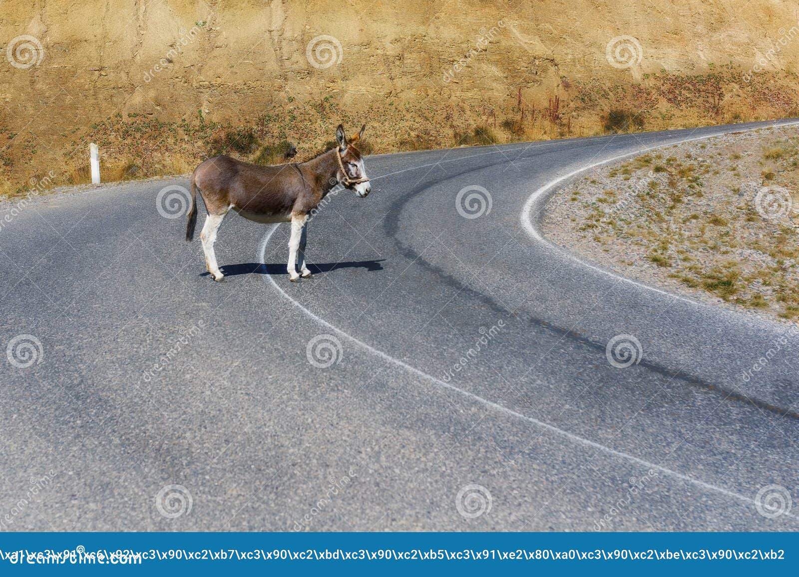 The little donkey got lost stock image. Image of safari - 214852351