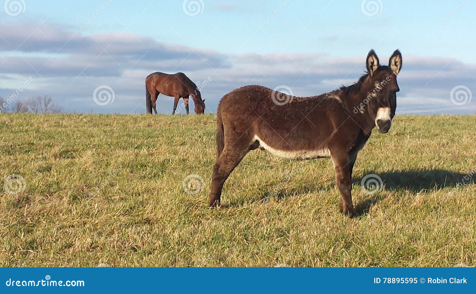 Donkey and friend stock image. Image of horse, donkey - 78895595