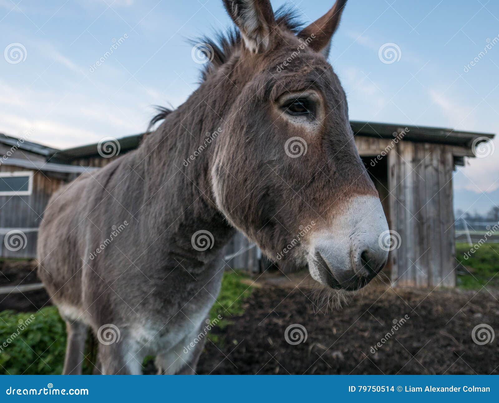 A Donkey in Front of a Barn in Switzerland Stock Photo - Image of farm ...