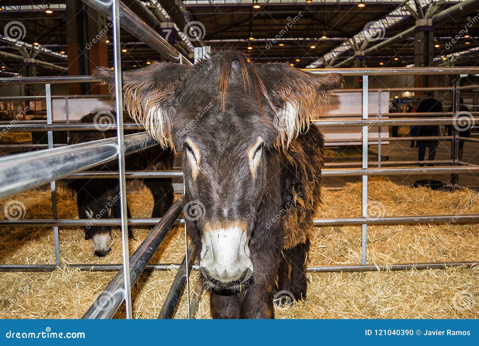 Donkey in Front of the Fold with Straw in a Cattle Fair. Stock Photo ...