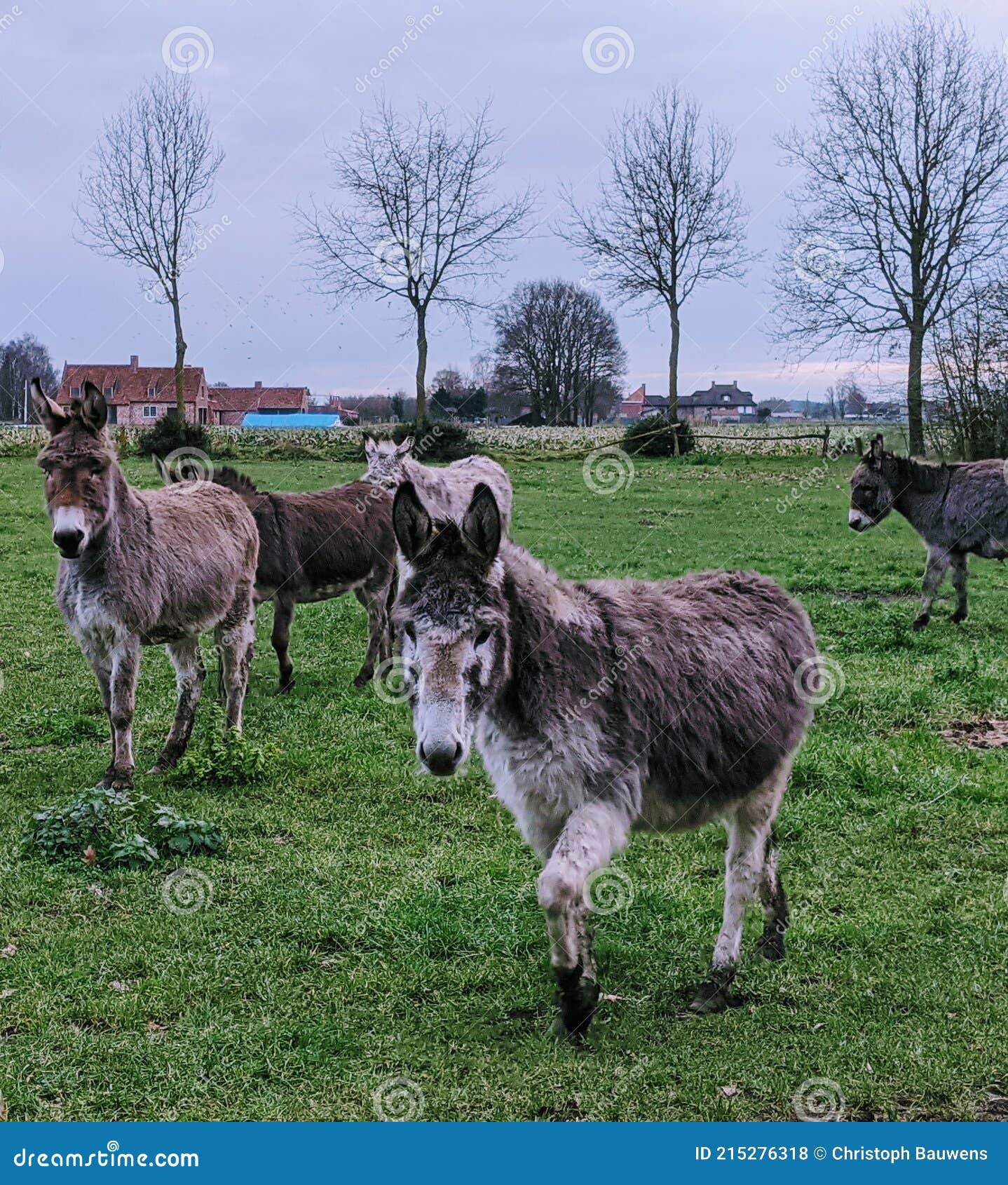 Donkey front view stock photo. Image of farm, view, deer - 215276318