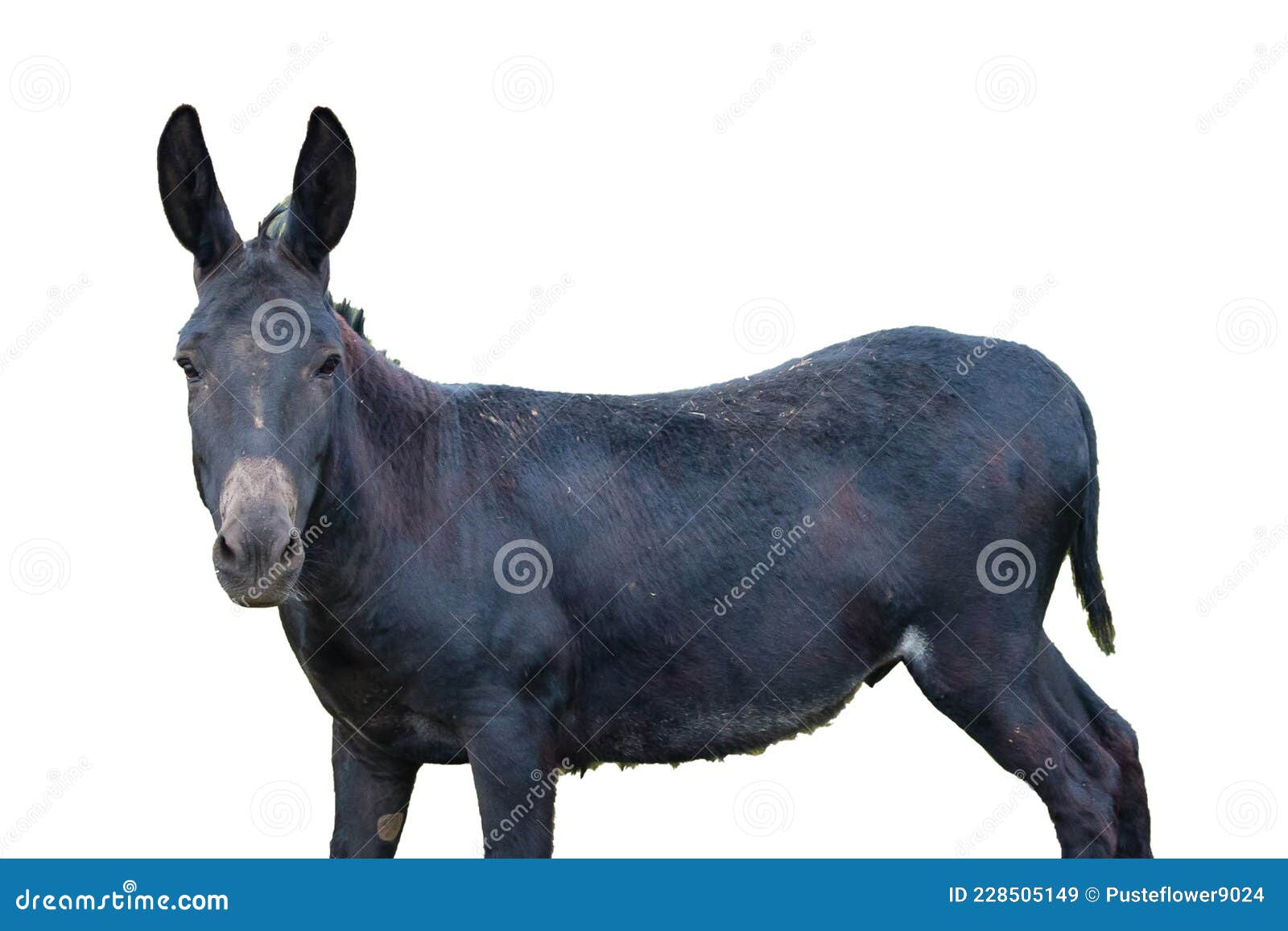 Donkey in Front of White Background Stock Image - Image of white ...