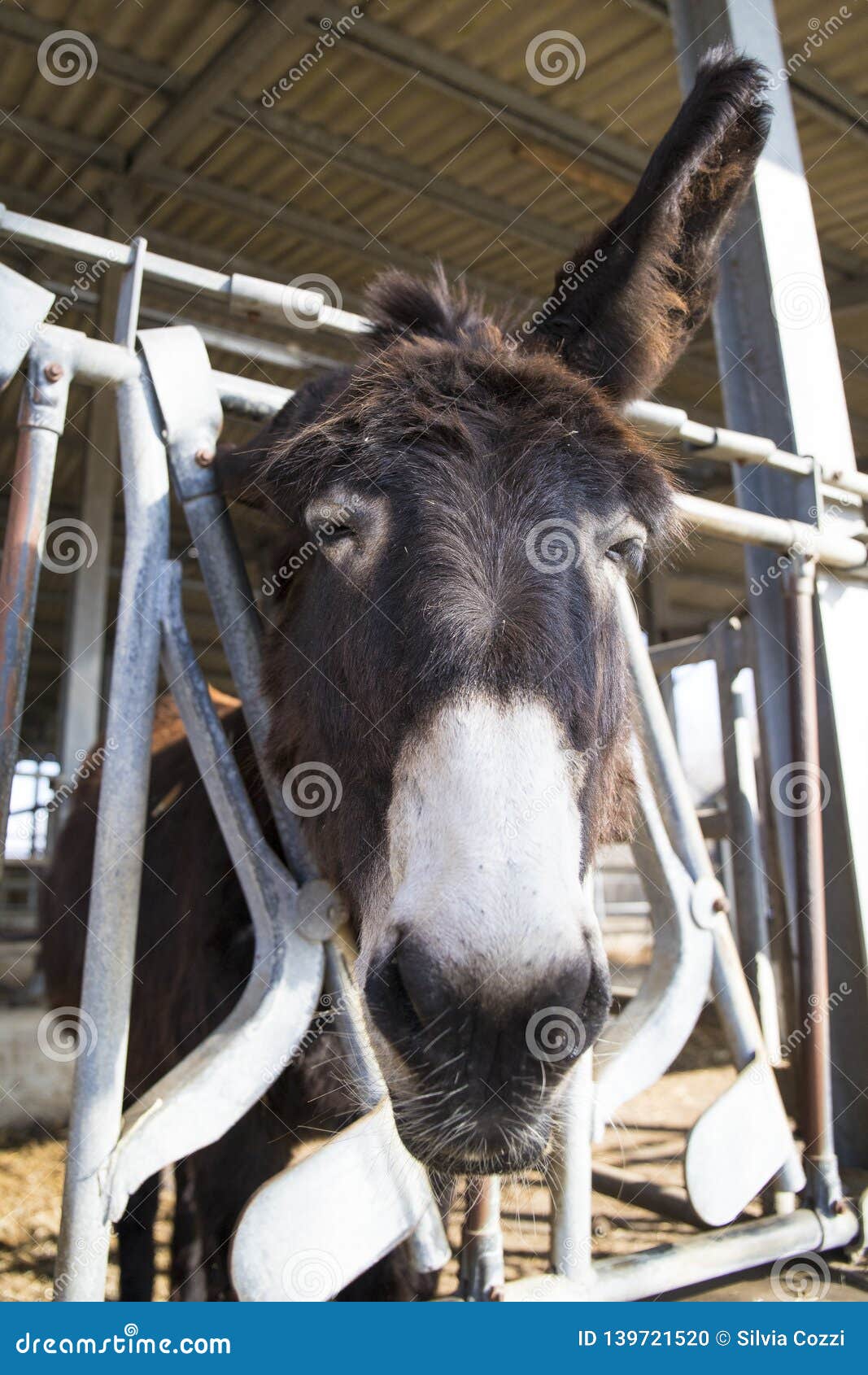 Donkey With A Funny Expression Appears To Be Smoking A Cigarette With ...