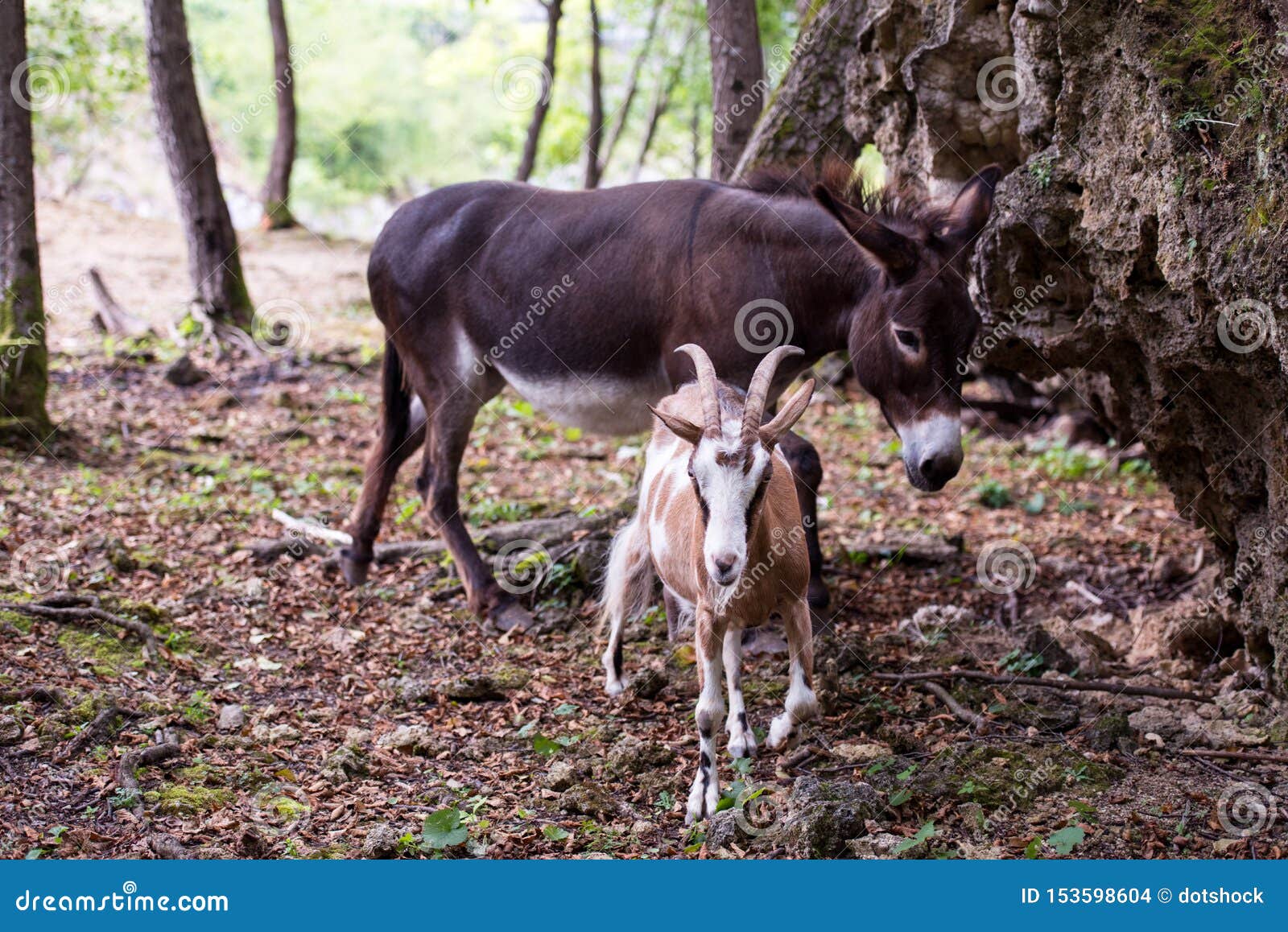 Donkey and Goat in the Woods Stock Photo - Image of green, head: 153598604