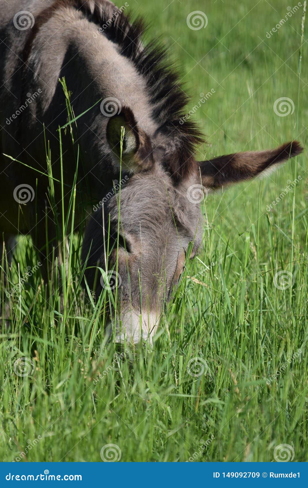 Donkey in the Grass stock image. Image of grass, olddomesticbreeds ...