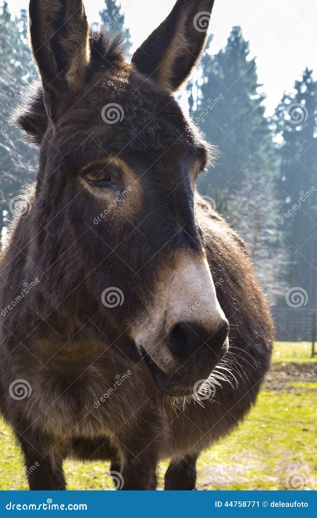 Donkey stock image. Image of donkey, light, farm, animal - 44758771