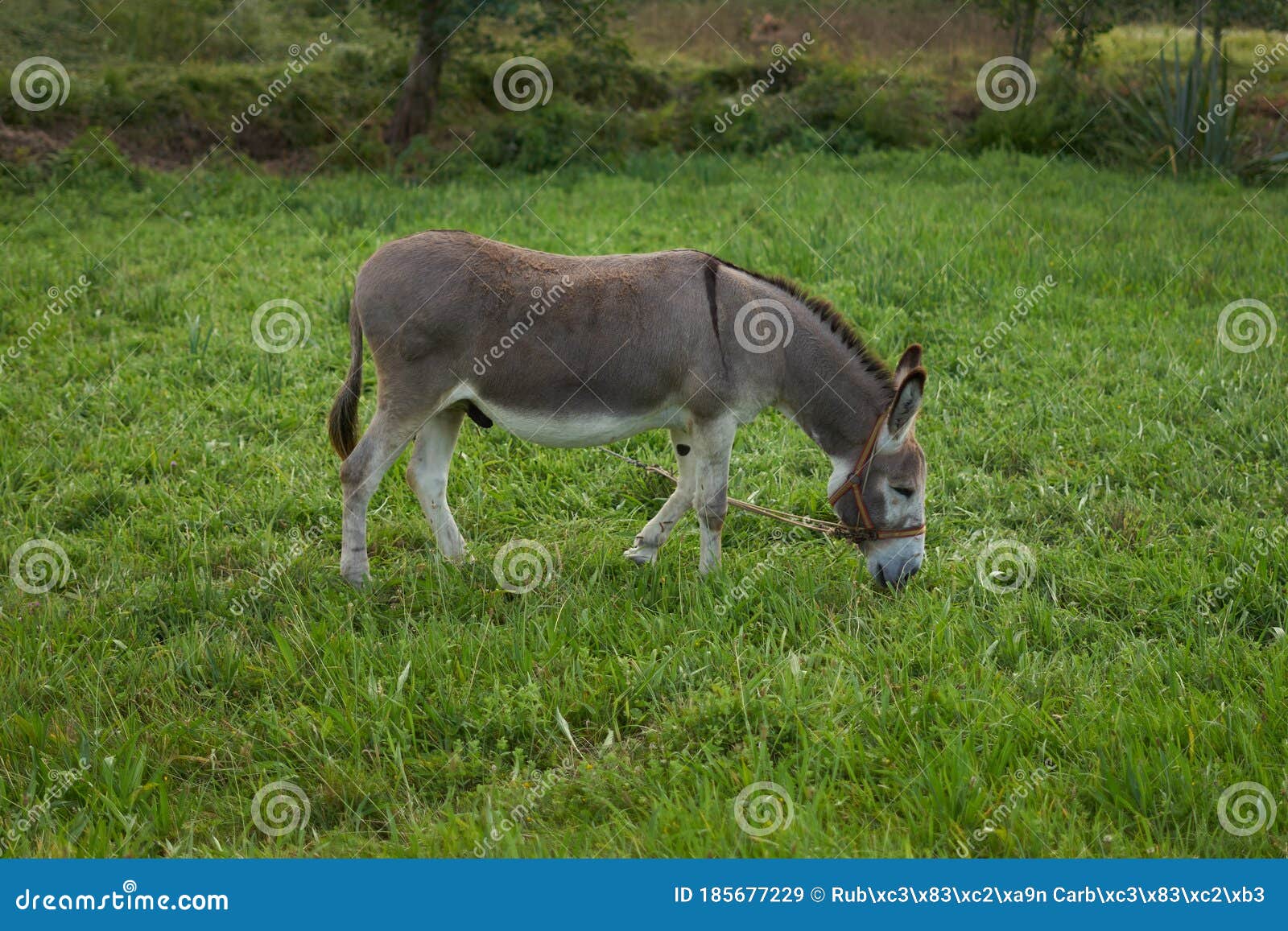 Donkey on a grass field stock image. Image of rural - 185677229