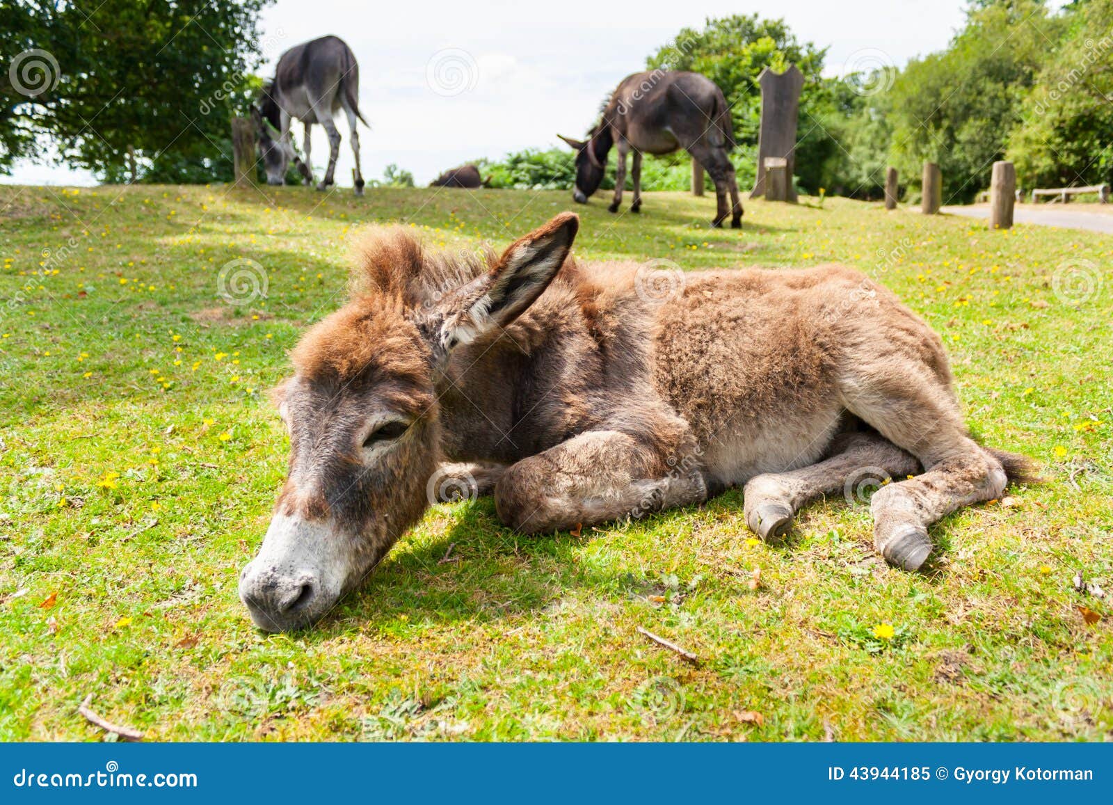 Donkey in grass stock image. Image of donki, angle, donky - 43944185