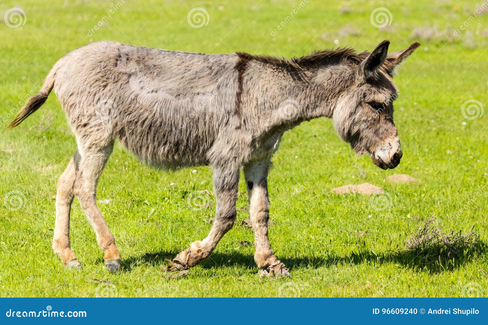 A Donkey Grazes Pasture in a Field with Grass Stock Photo - Image of ...