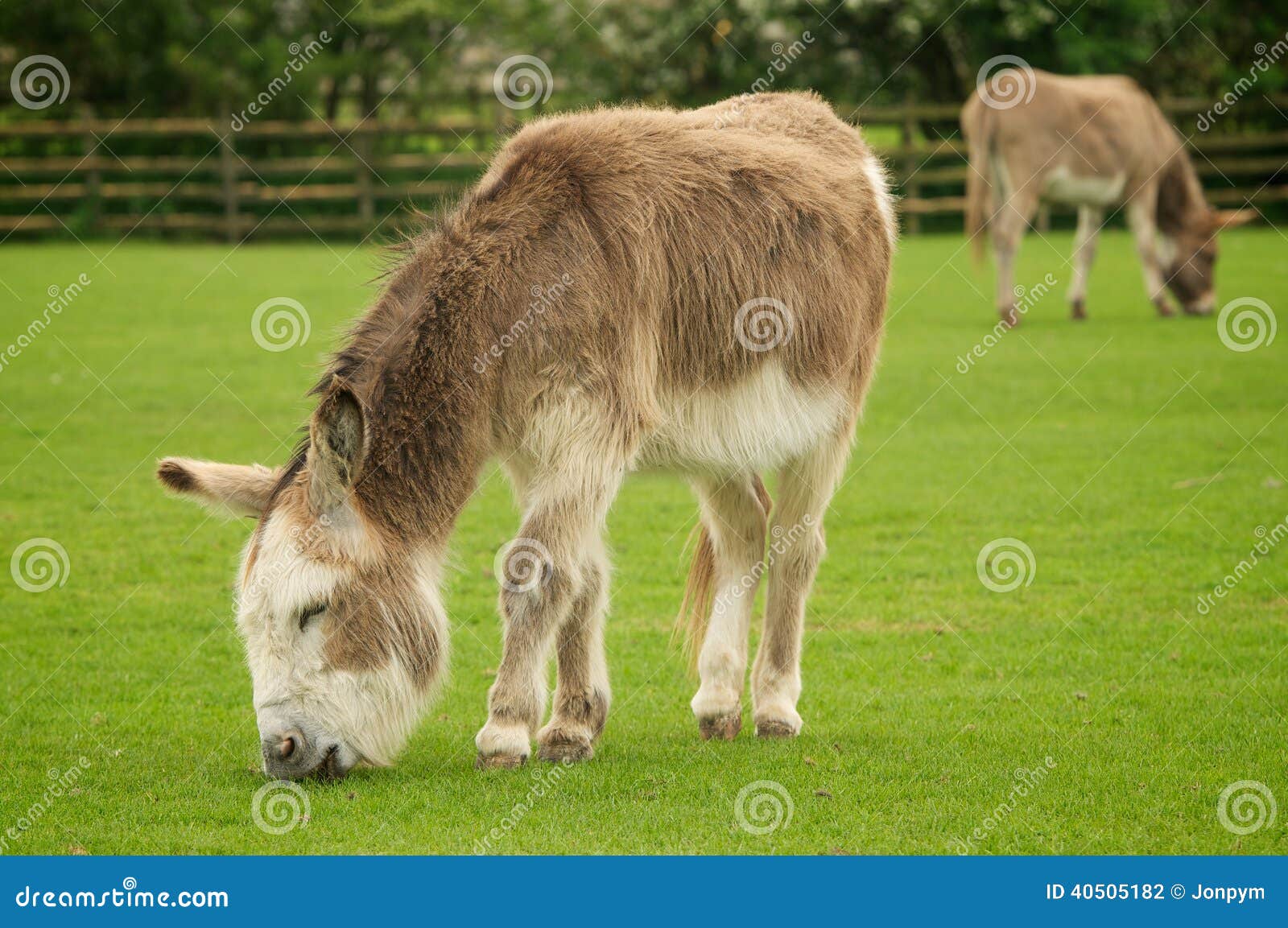 Donkey stock photo. Image of clean, competition, equestrian - 40505182