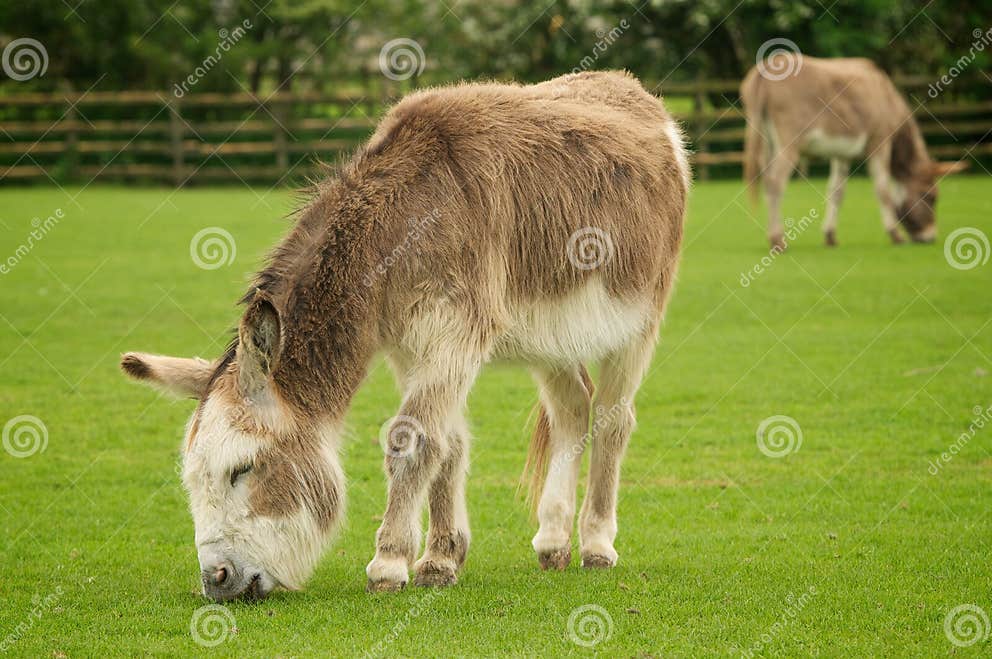 Donkey stock photo. Image of clean, competition, equestrian - 40505182