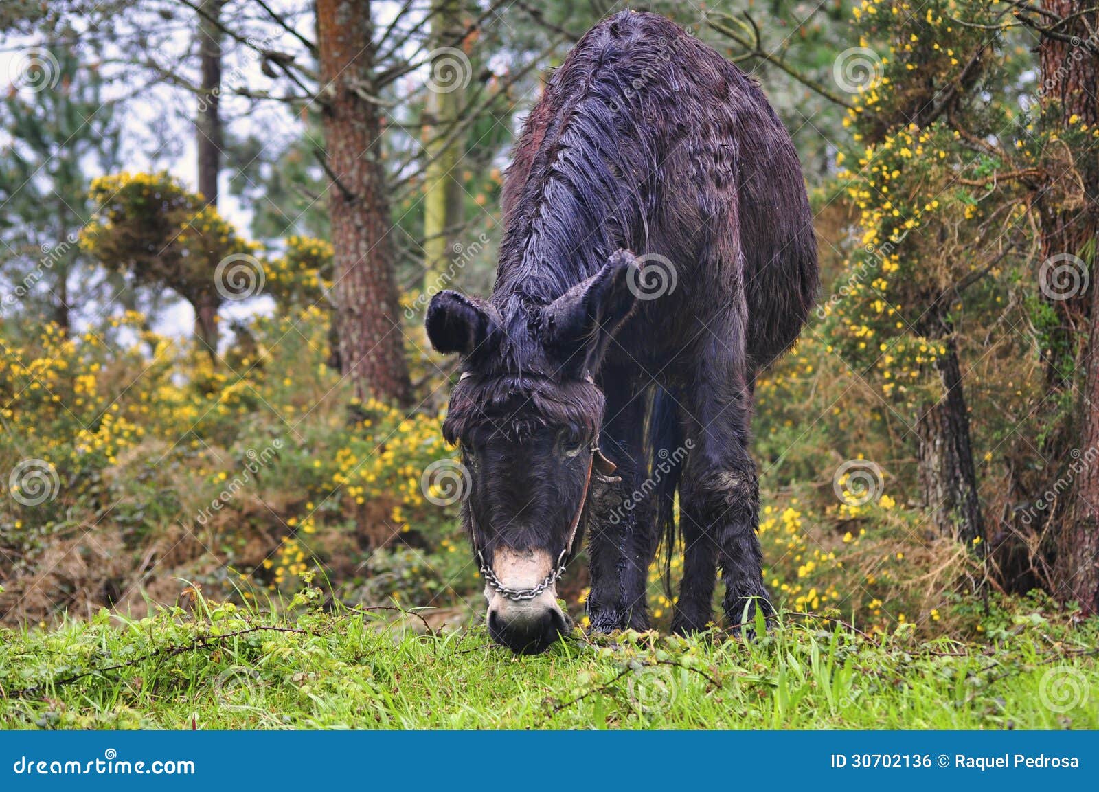 Donkey stock photo. Image of rural, graze, farm, donkey - 30702136