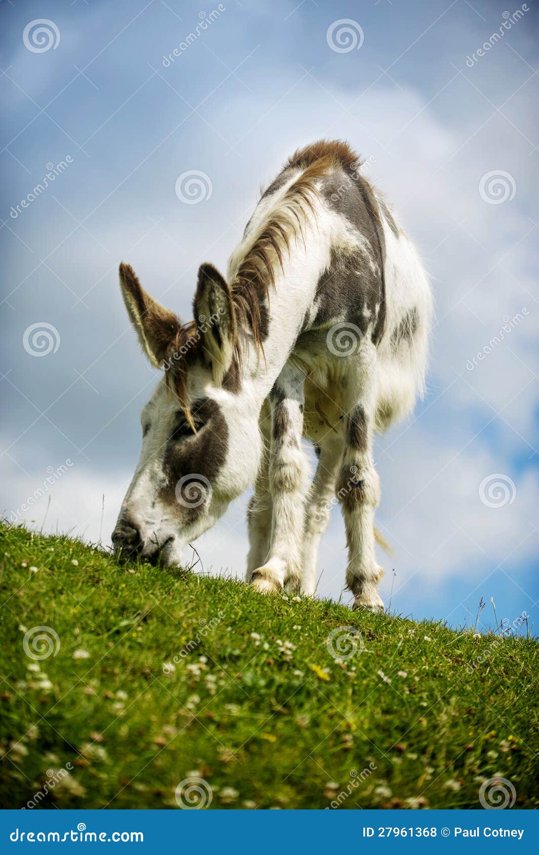 Donkey Grazing on Grass at Norfolk Broads Stock Photo - Image of cloud ...