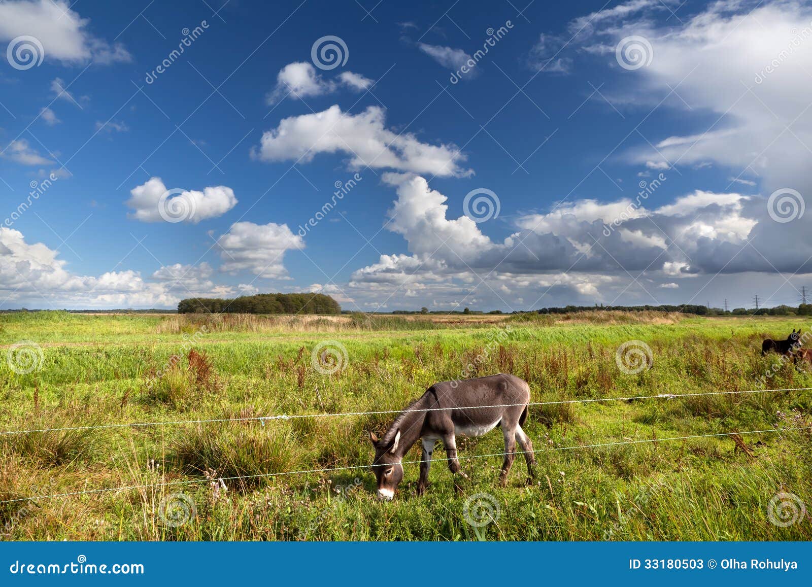Donkey grazing on pasture stock image. Image of donkey - 33180503