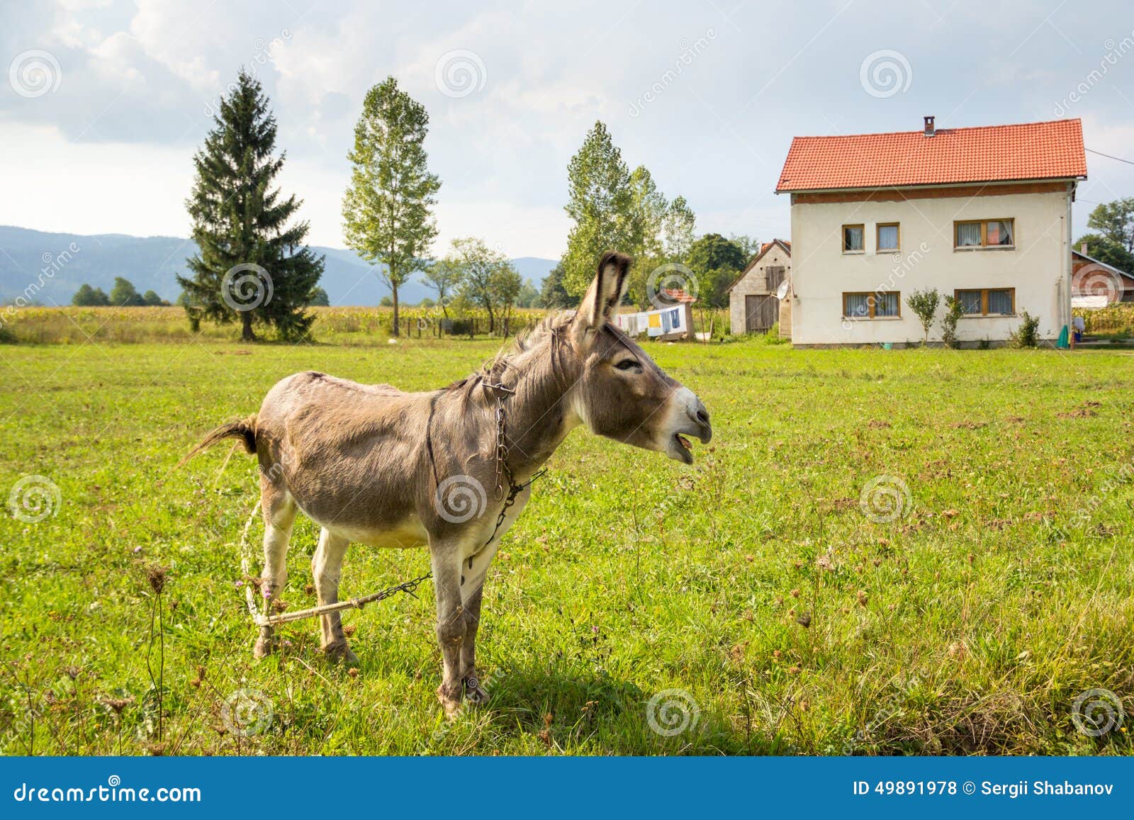 Donkey grazing on ranch stock photo. Image of head, grass - 49891978