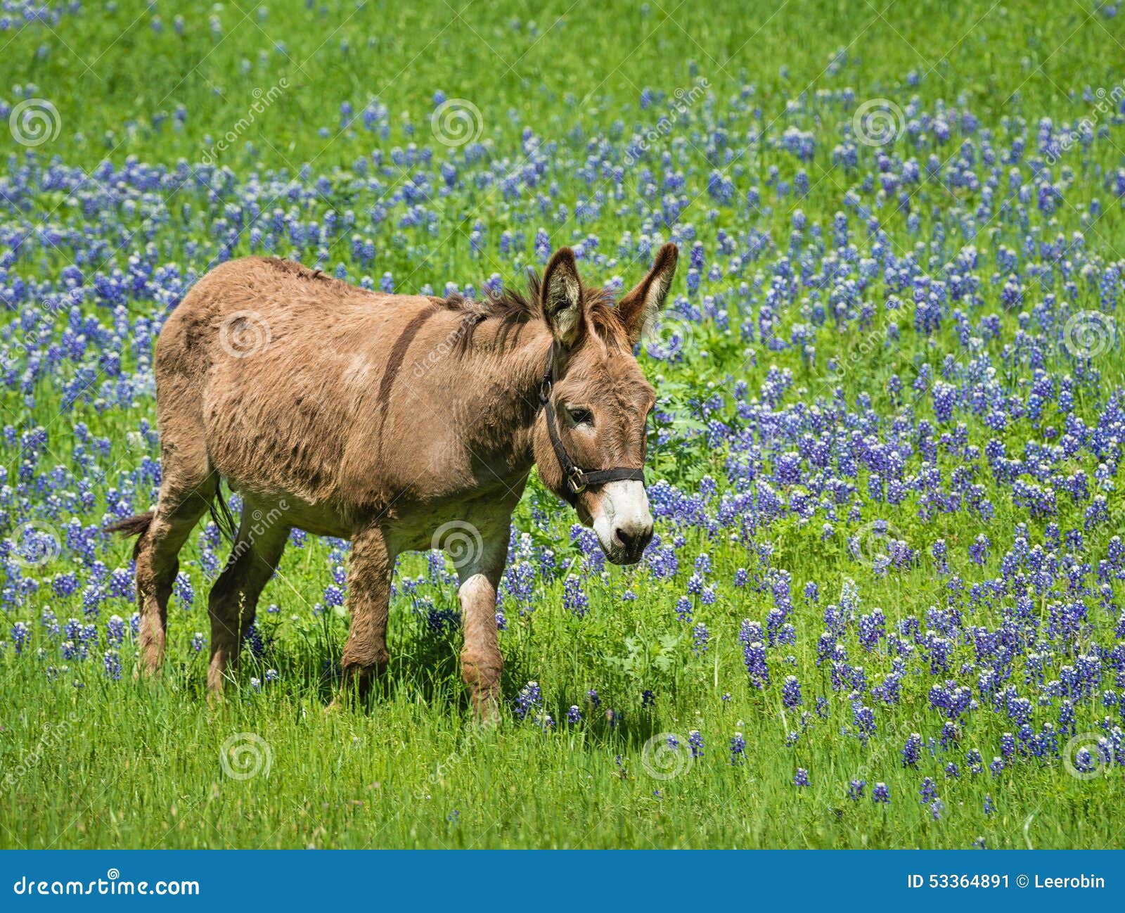 Donkey Grazing on Texas Bluebonnet Pasture Stock Image - Image of ...