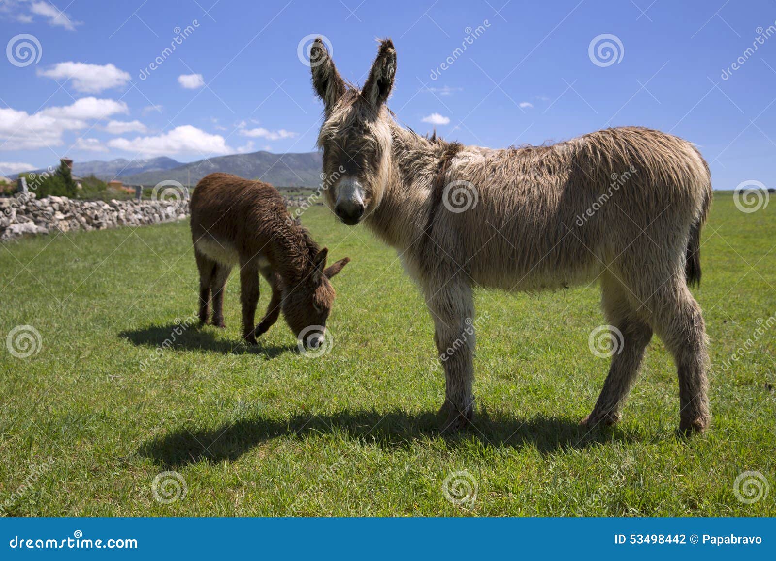 Donkey in Green Grass and Blue Sky Stock Photo - Image of donkey, field ...