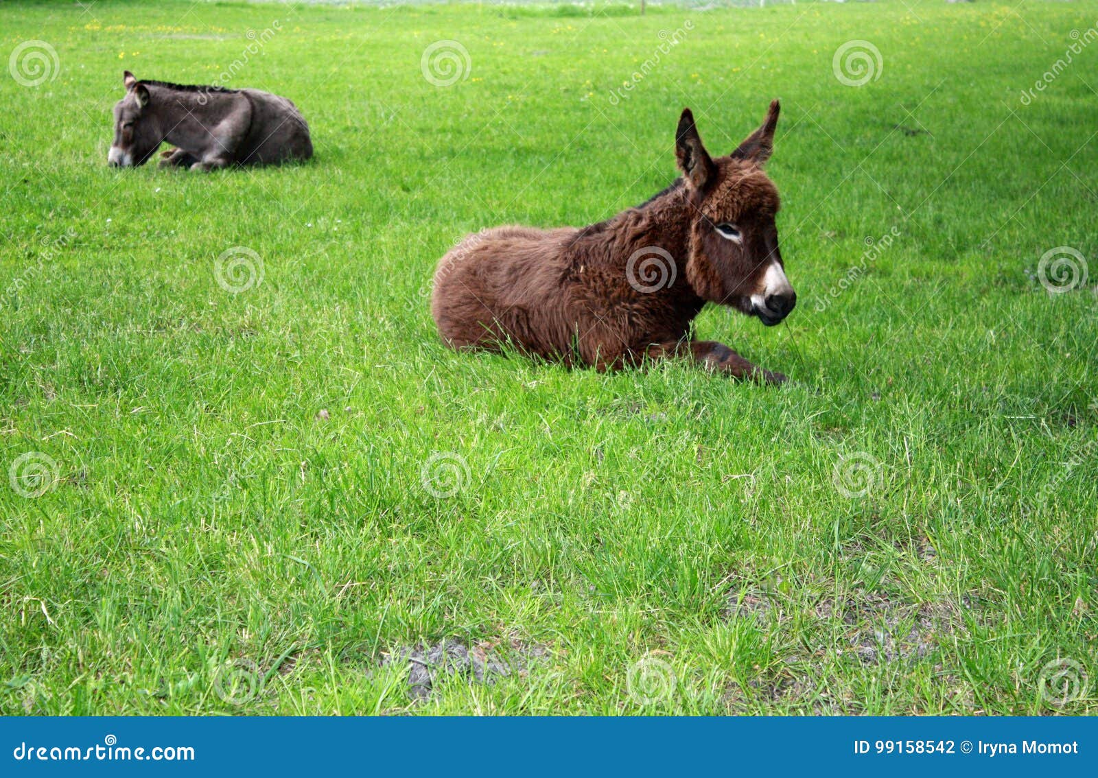 Donkey stock photo. Image of meadow, grazing, mammal - 99158542