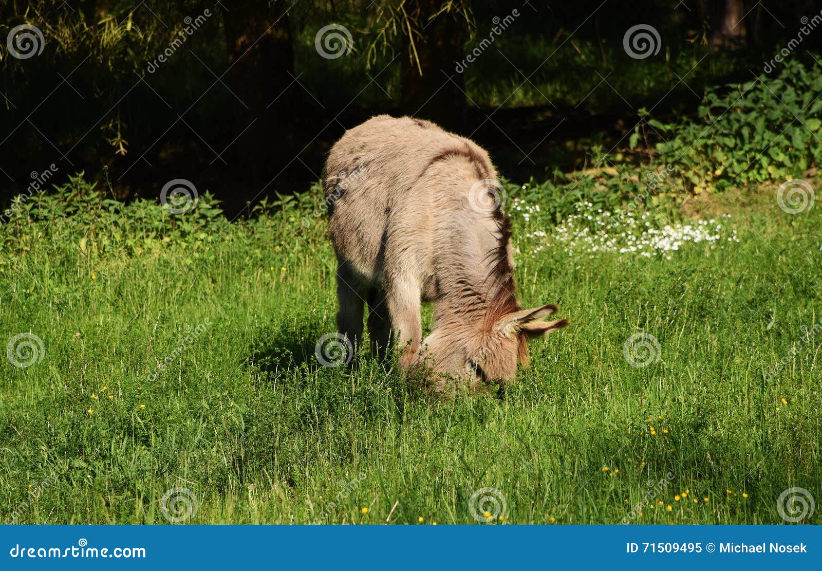 Donkey in green grass stock image. Image of funny, agriculture - 71509495