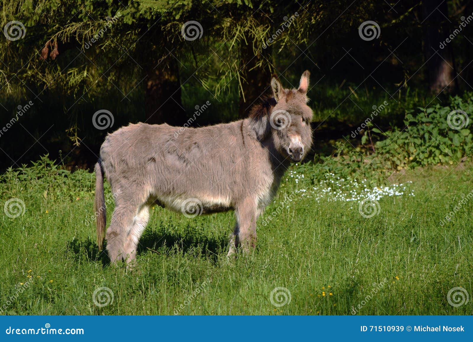 Donkey in green grass stock image. Image of landscape - 71510939