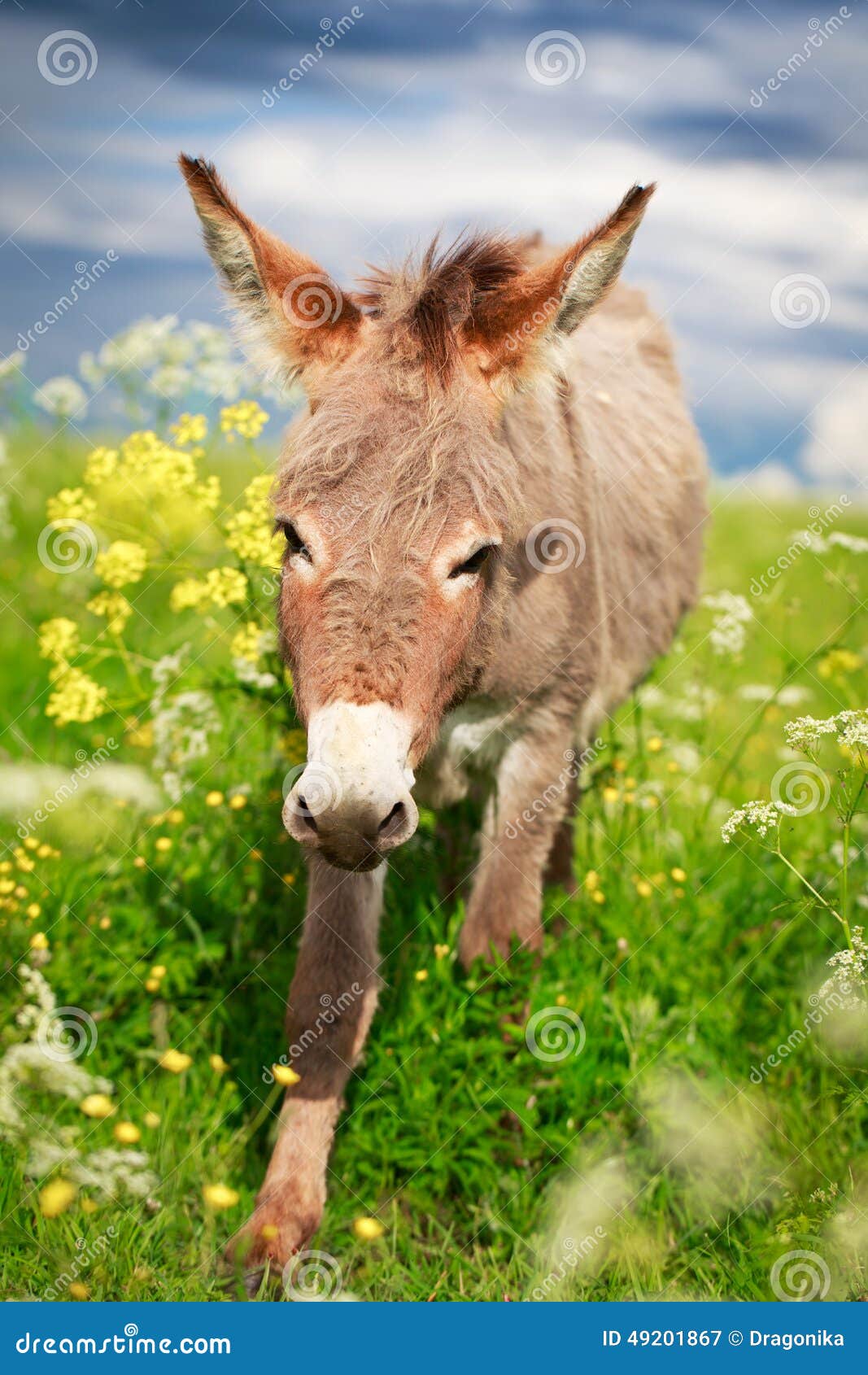 Donkey stock image. Image of grass, country, summer, farm - 49201867