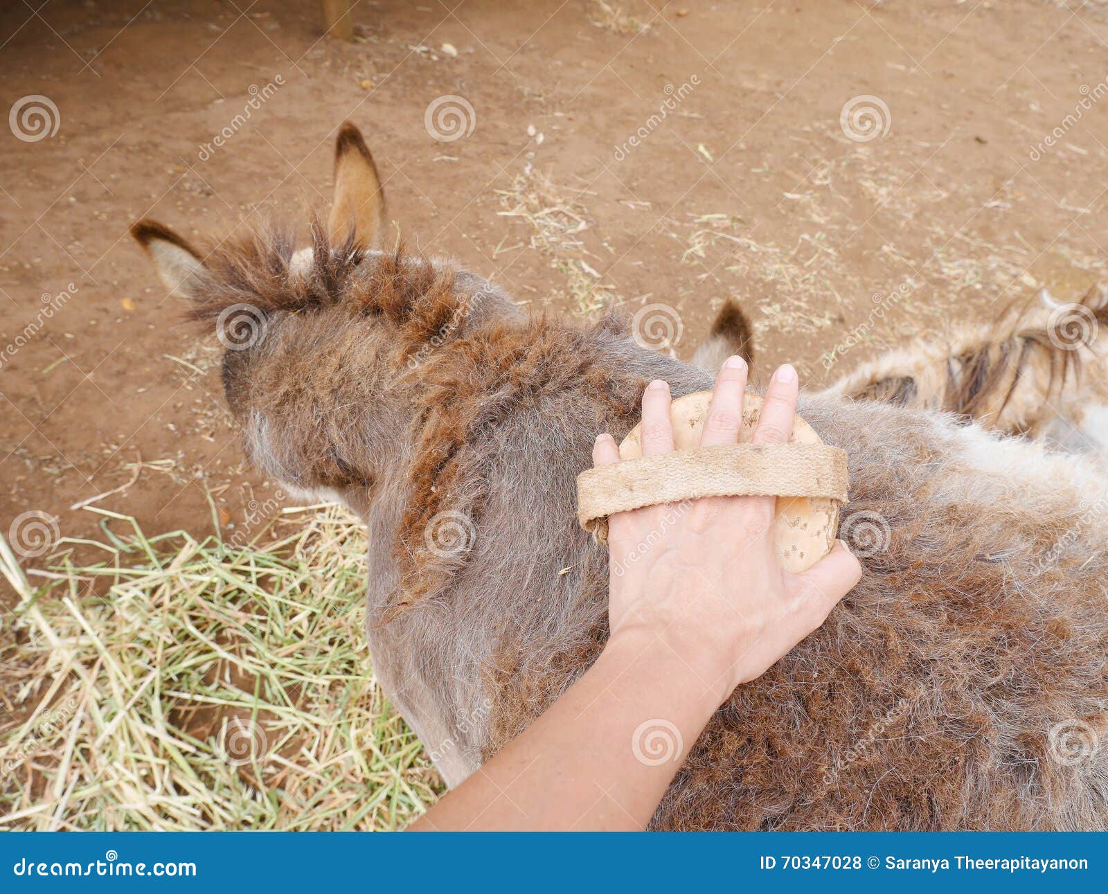 Donkey is groomed stock photo. Image of nature, back - 70347028
