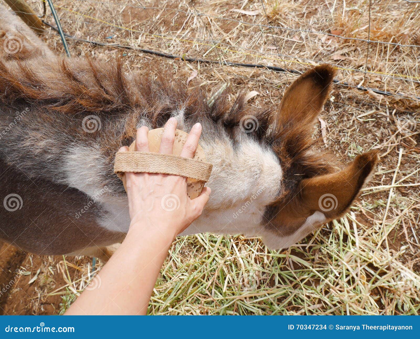 Donkey is groomed stock photo. Image of farm, food, funny - 70347234