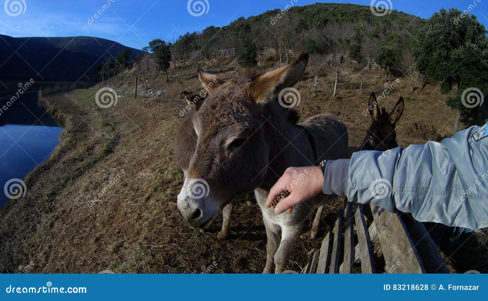 Donkey stock photo. Image of ready, donkeys, small, showing - 83218628