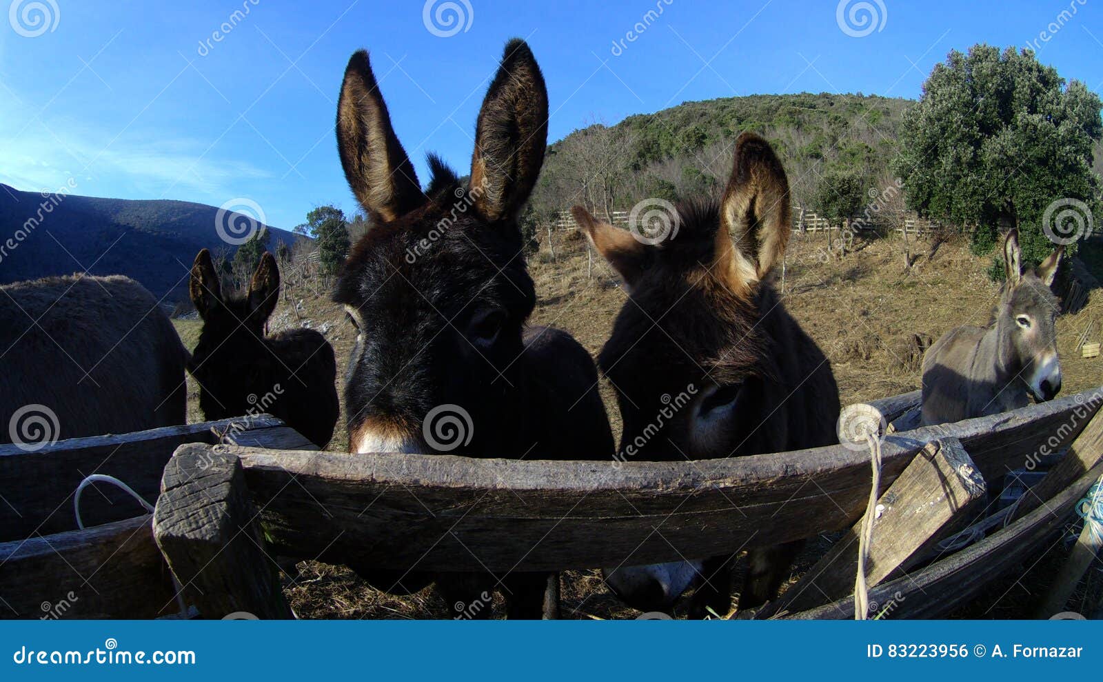 Donkey stock photo. Image of side, natural, piece, skin - 83223956