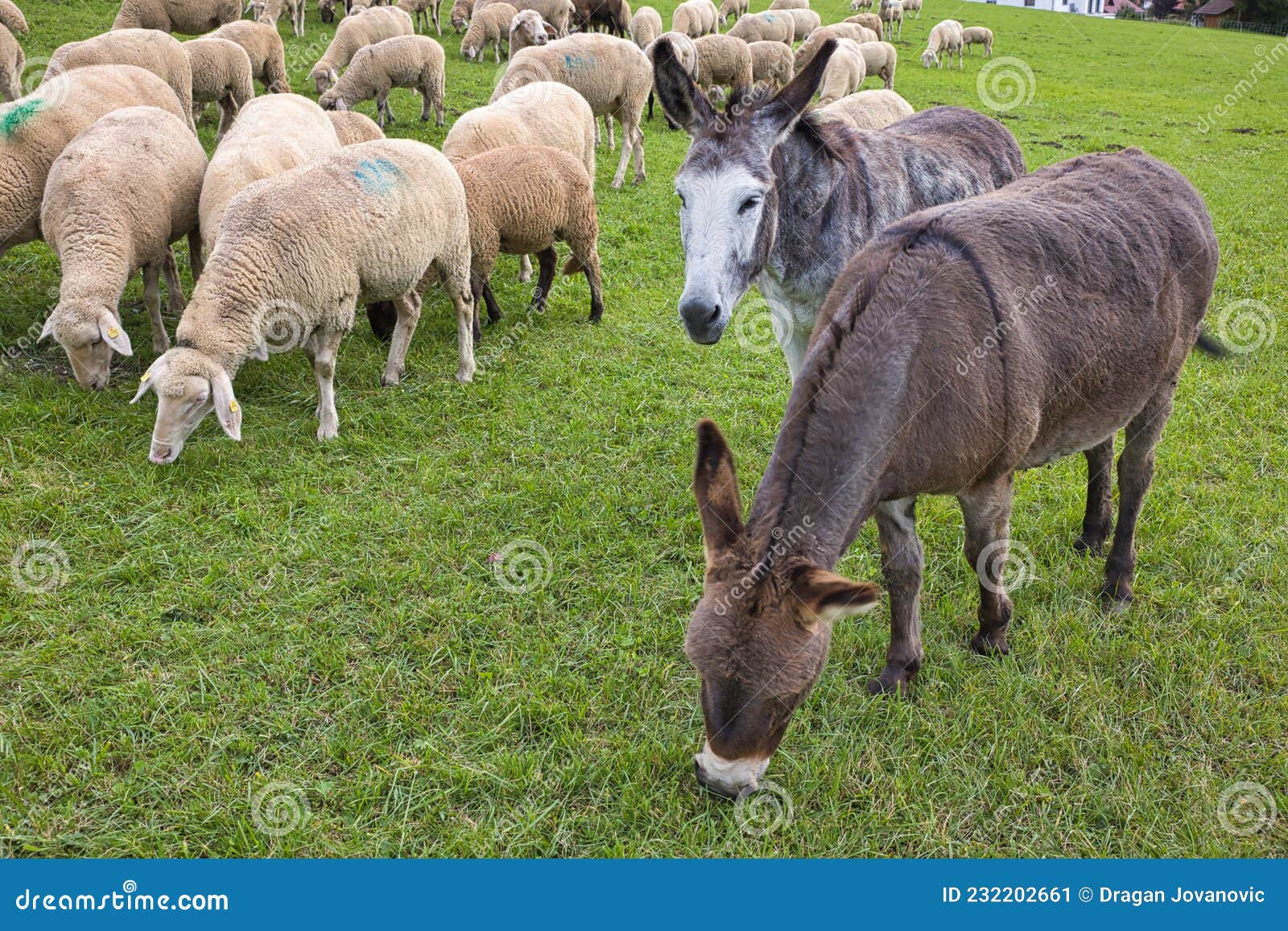 Guard Donkey stock image. Image of watching, donkey - 232202661