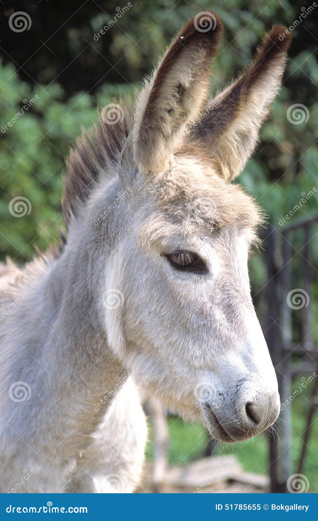 Donkey stock image. Image of mammal, herbivores, farm - 51785655