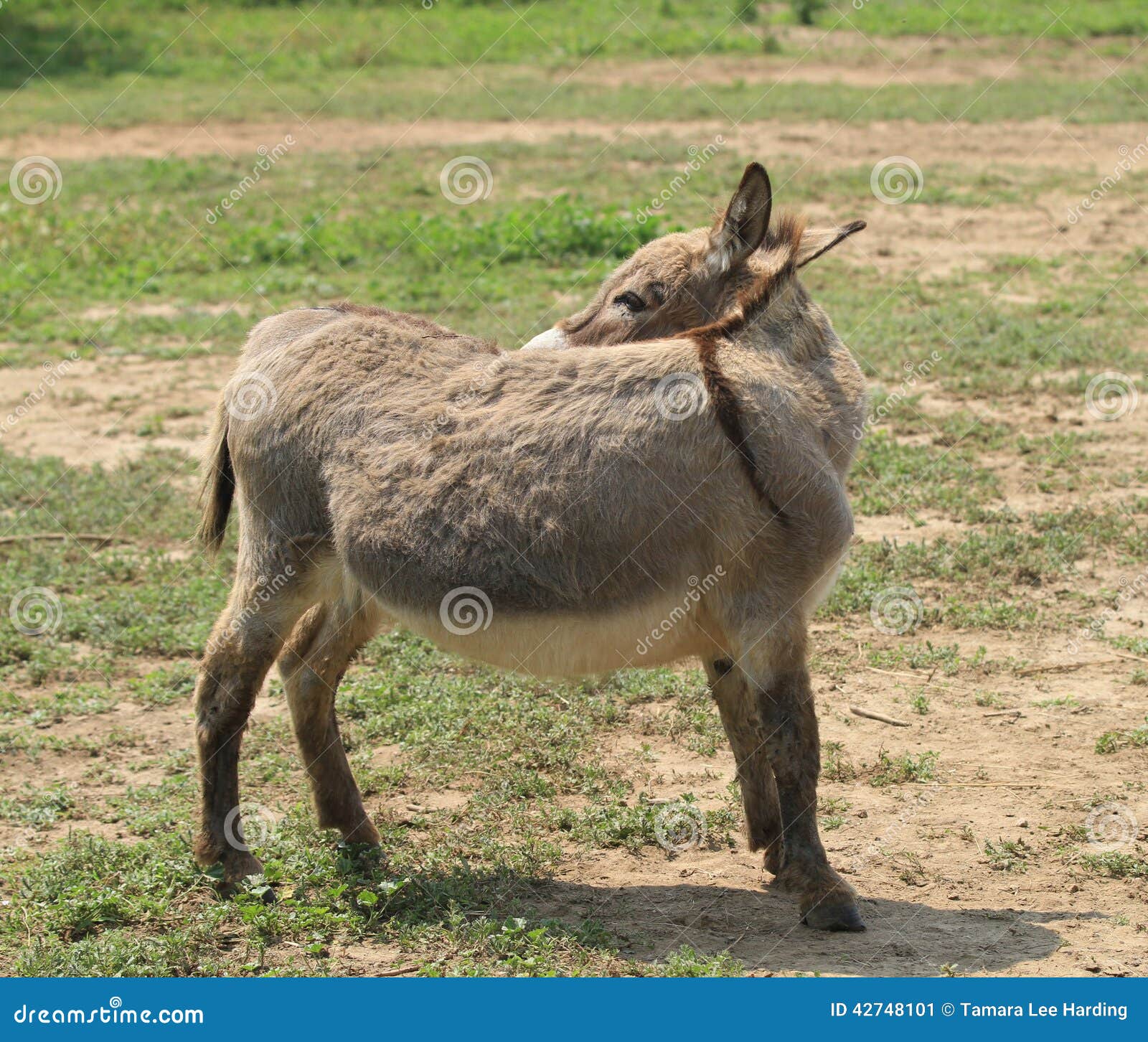 Donkey has an itch stock image. Image of dirty, democrat - 42748101