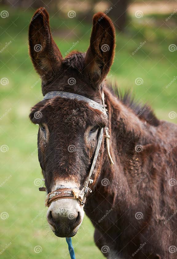 Donkey head stock photo. Image of head, portrait, brown - 24373888