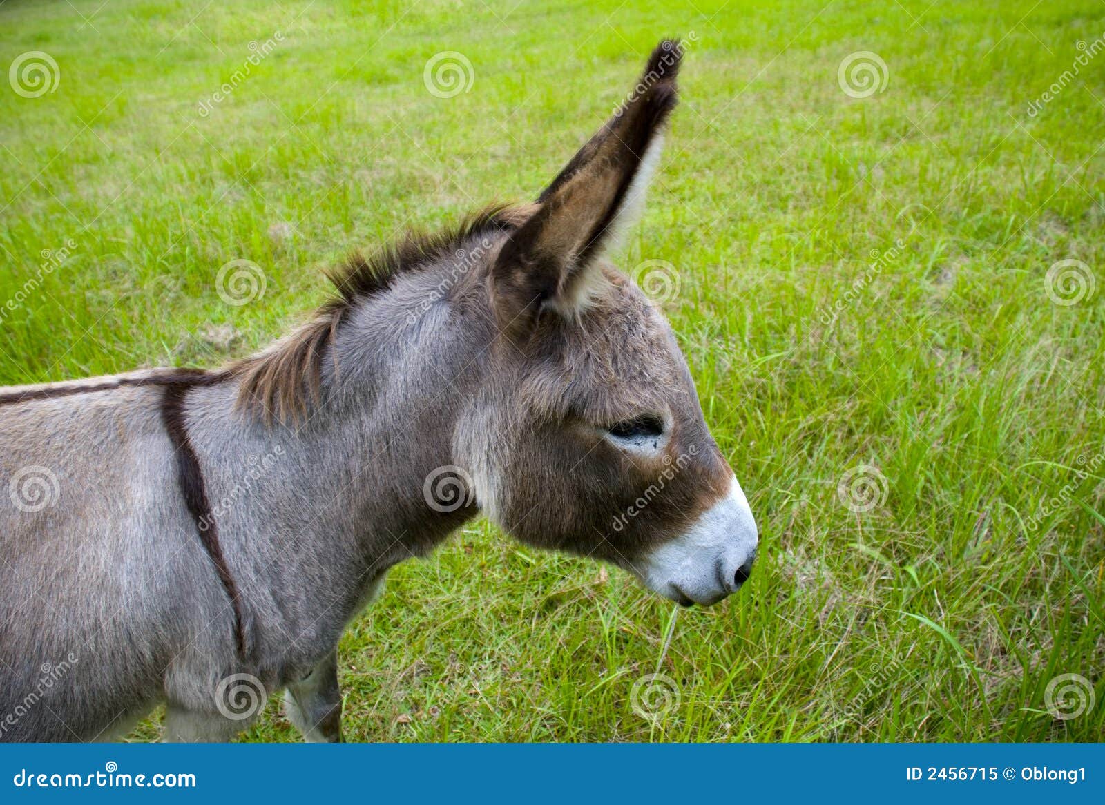 Donkey head stock image. Image of gray, farm, paddock - 2456715