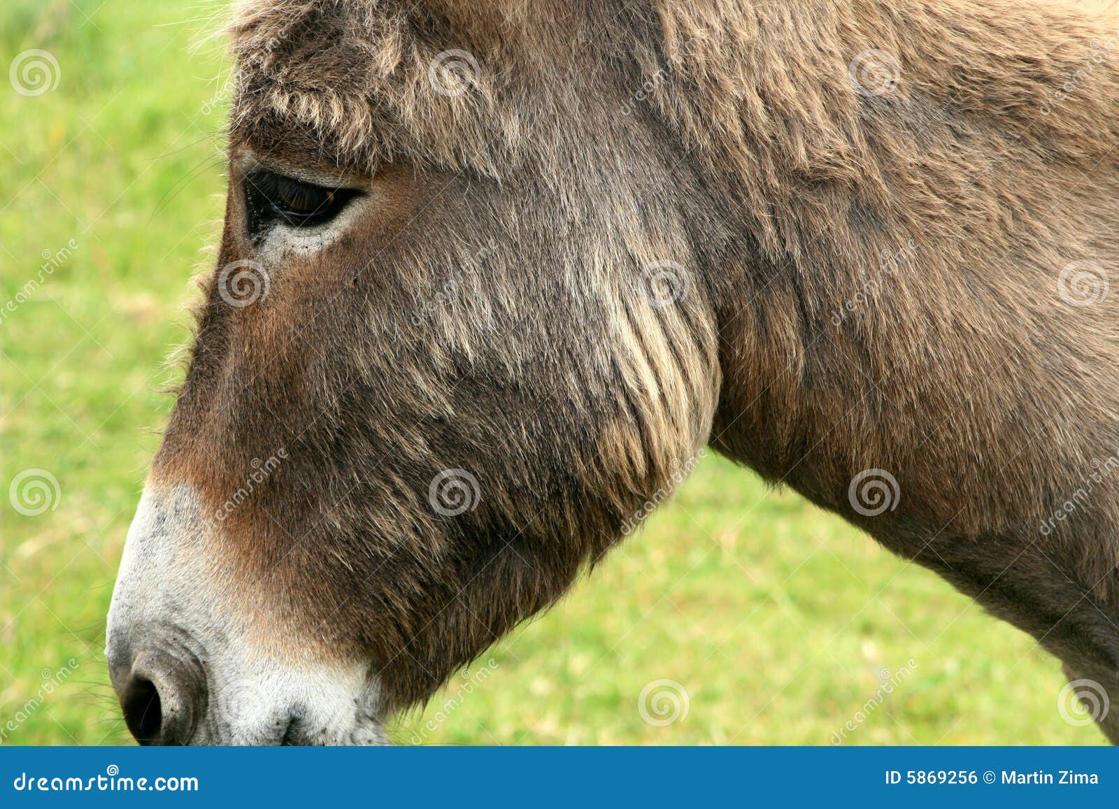 Donkey head stock photo. Image of nose, head, brown, white - 5869256