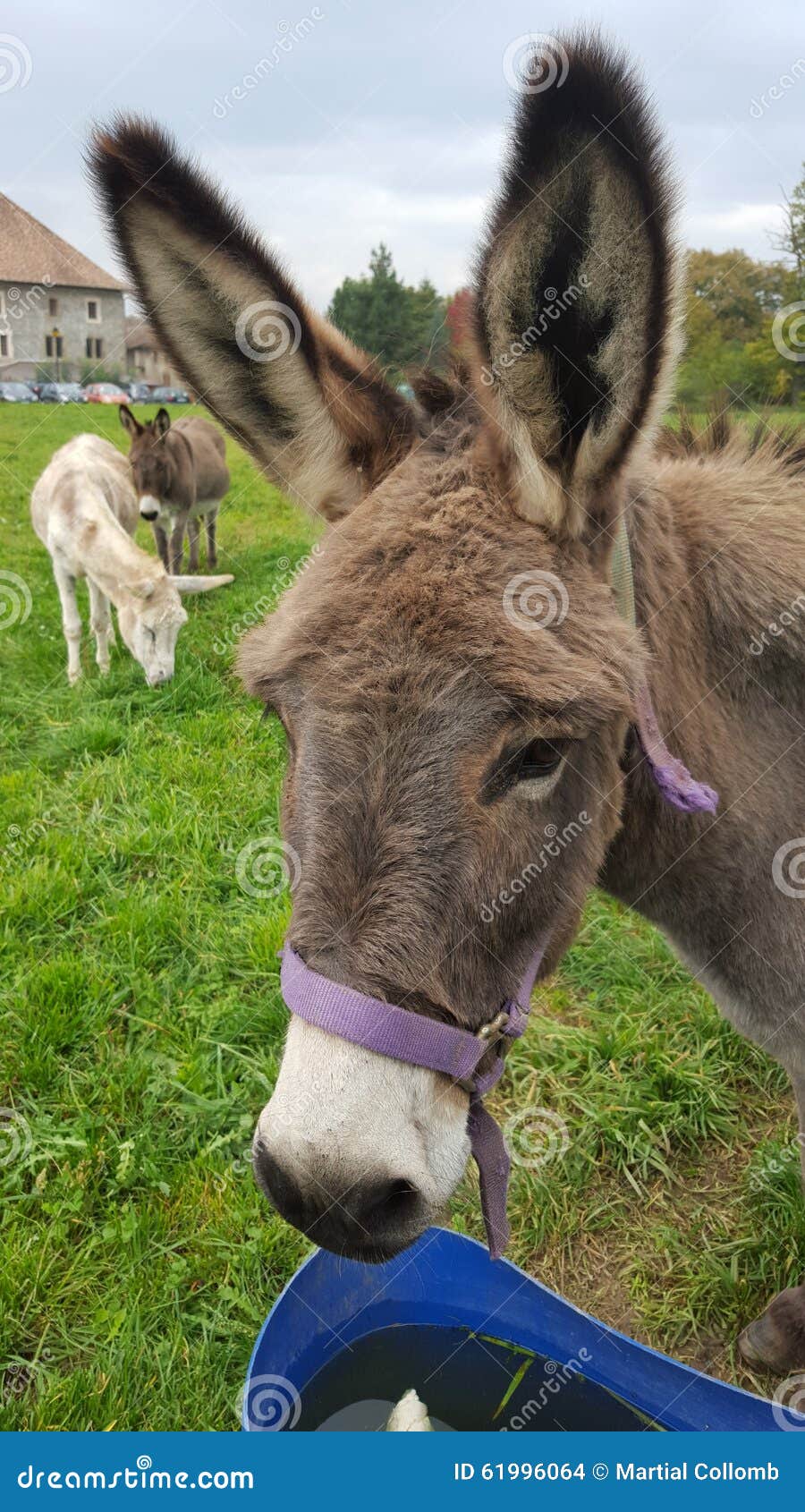 Donkey head stock photo. Image of donkey, brown, head - 61996064