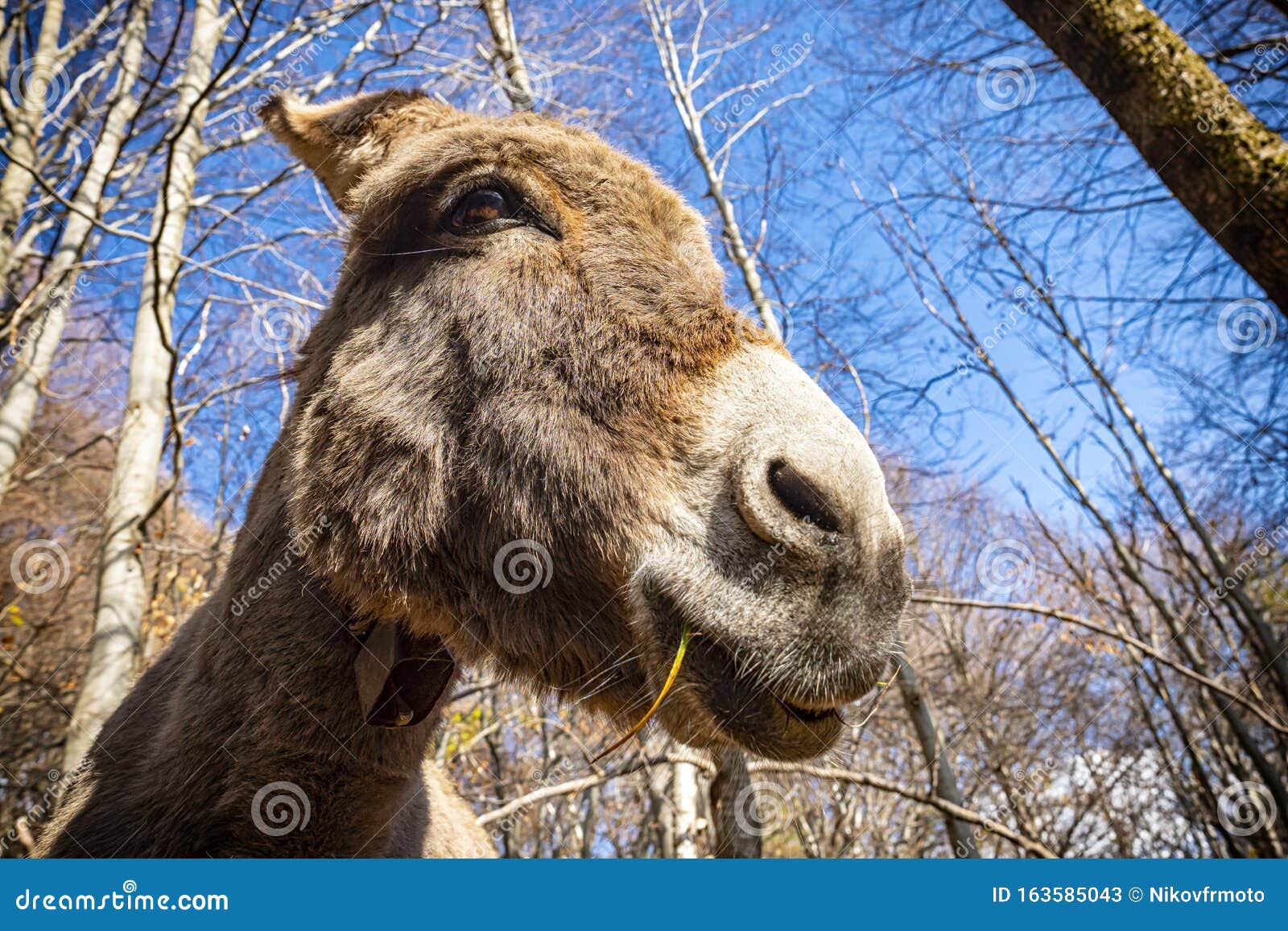 Donkey Head Close-up Taken from Below Stock Image - Image of domestic ...