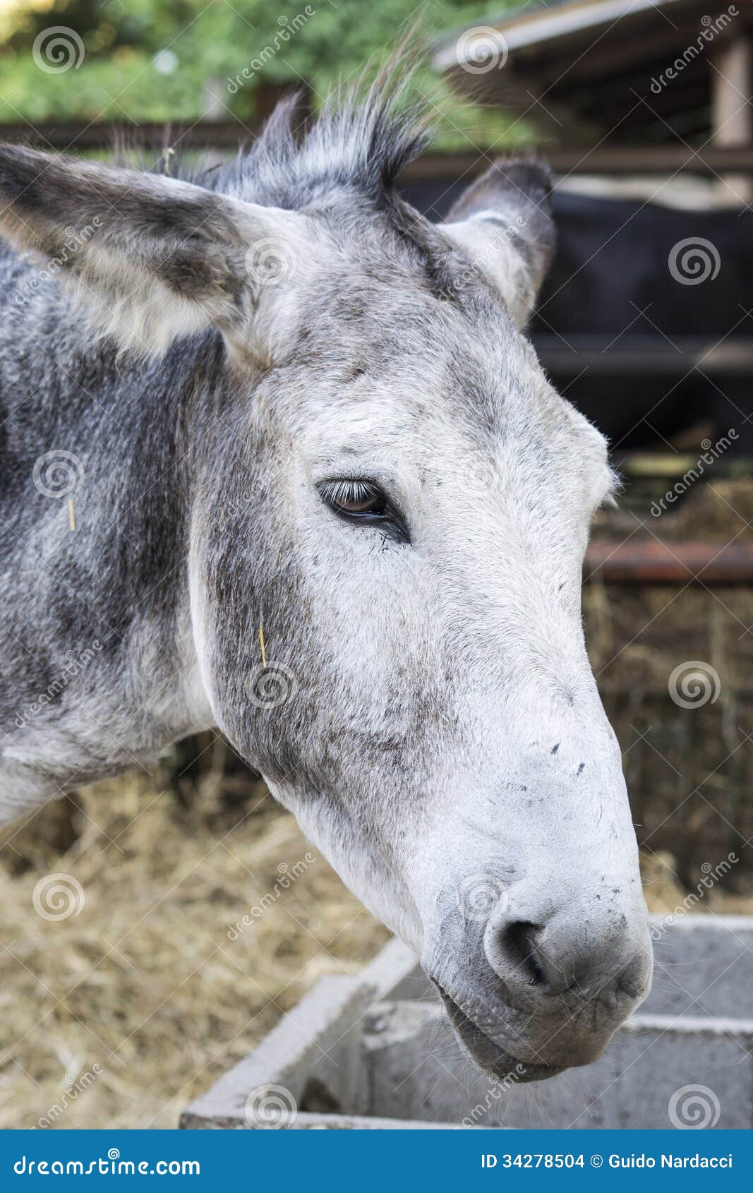 Donkey head stock photo. Image of mammal, head, animal - 34278504