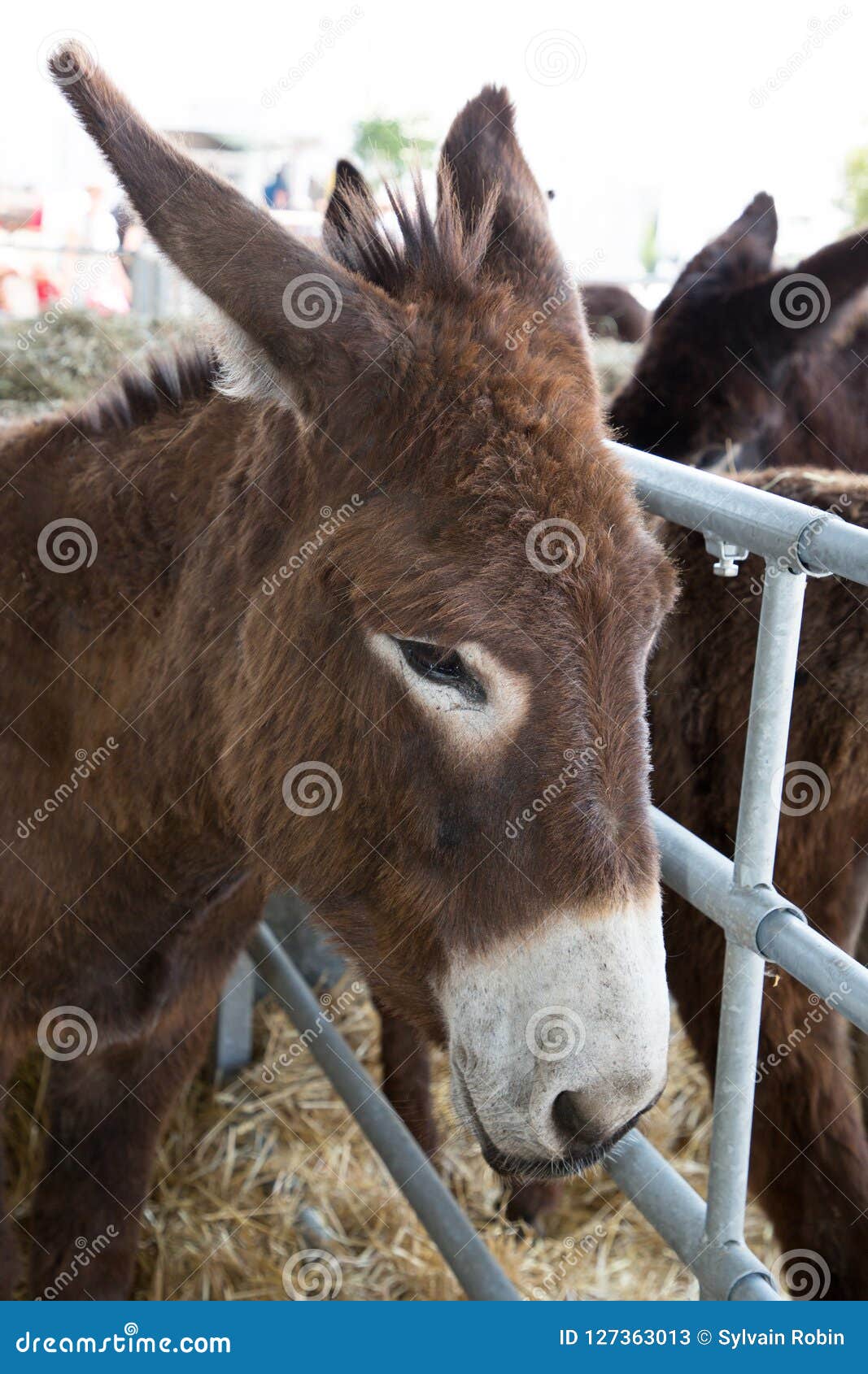 Big Donkey Head in Farm Cole Up Portrait Stock Image - Image of meadow ...